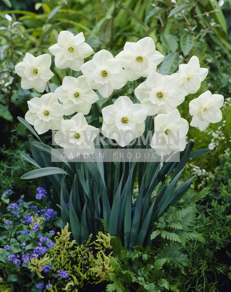 Daffodil Stainless | 25 pcs - De Vroomen