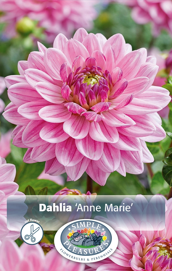 Dahlia Anne Marie | 12 pcs - De Vroomen