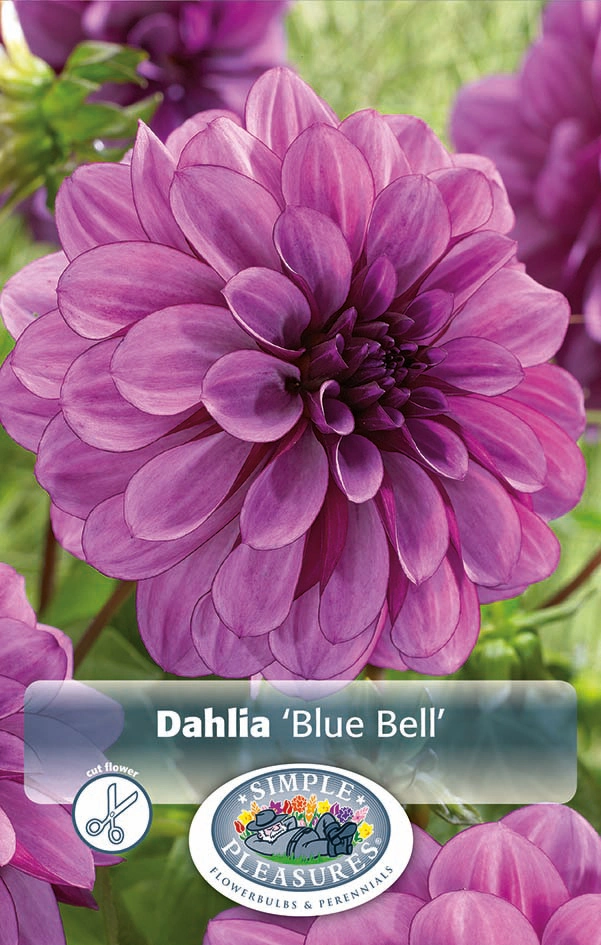 Dahlia Blue Bell | 12 pcs - De Vroomen