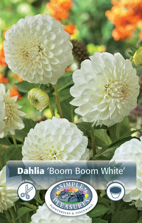 Dahlia Boom Boom White | 12 pcs - De Vroomen