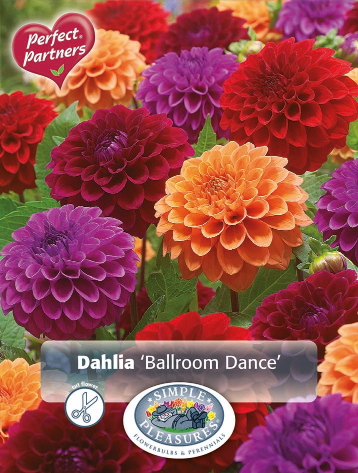 Dahlia Ball Room Dance | Capper 12 x 3 - De Vroomen