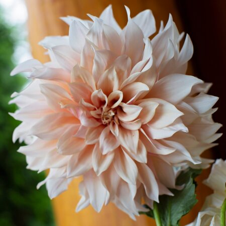 Dahlia Dinnerplate - De Vroomen