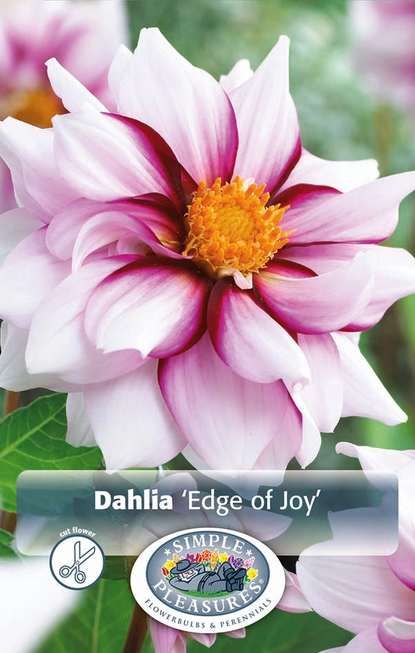 Dahlia Edge Of Joy | 12 pcs - De Vroomen
