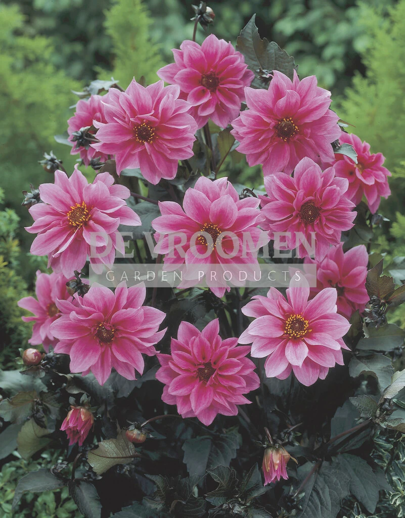 Dahlia Fascination | 75 pcs - De Vroomen