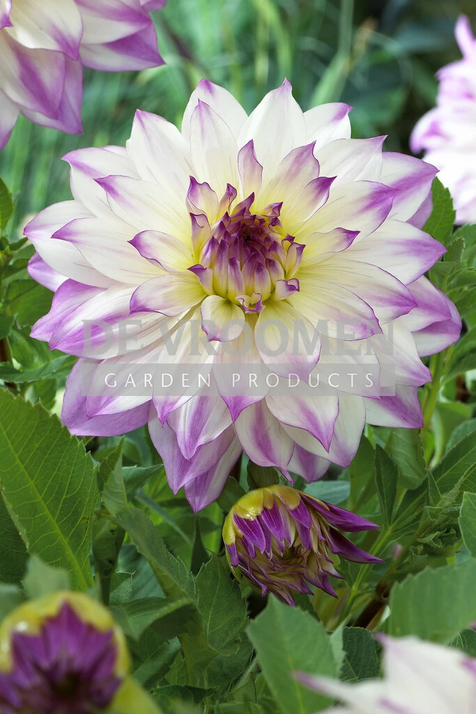 Dahlia Ferncliff Illusion 75 Pcs De Vroomen