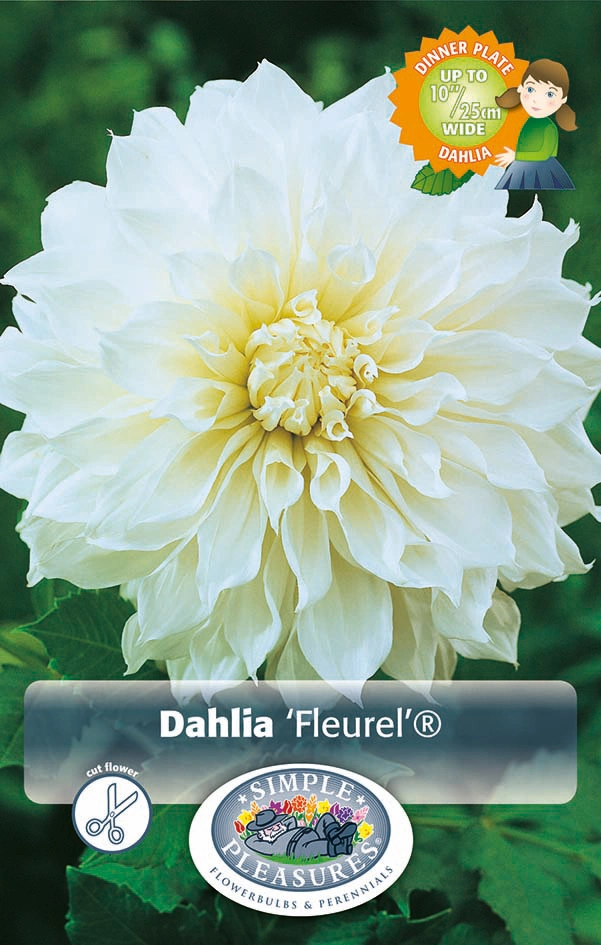 Dahlia Fleurel | 24 pcs - De Vroomen