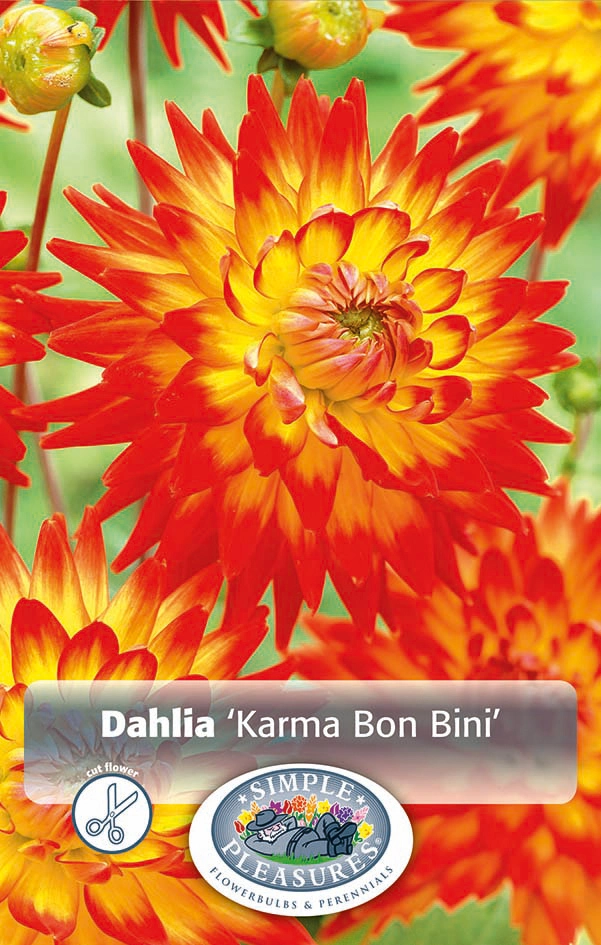 Dahlia Karma Bon Bini | 12 pcs - De Vroomen