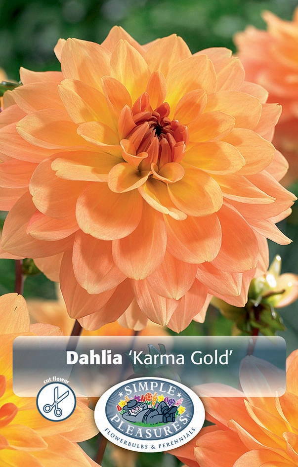 Dahlia Karma Gold | 12 pcs - De Vroomen