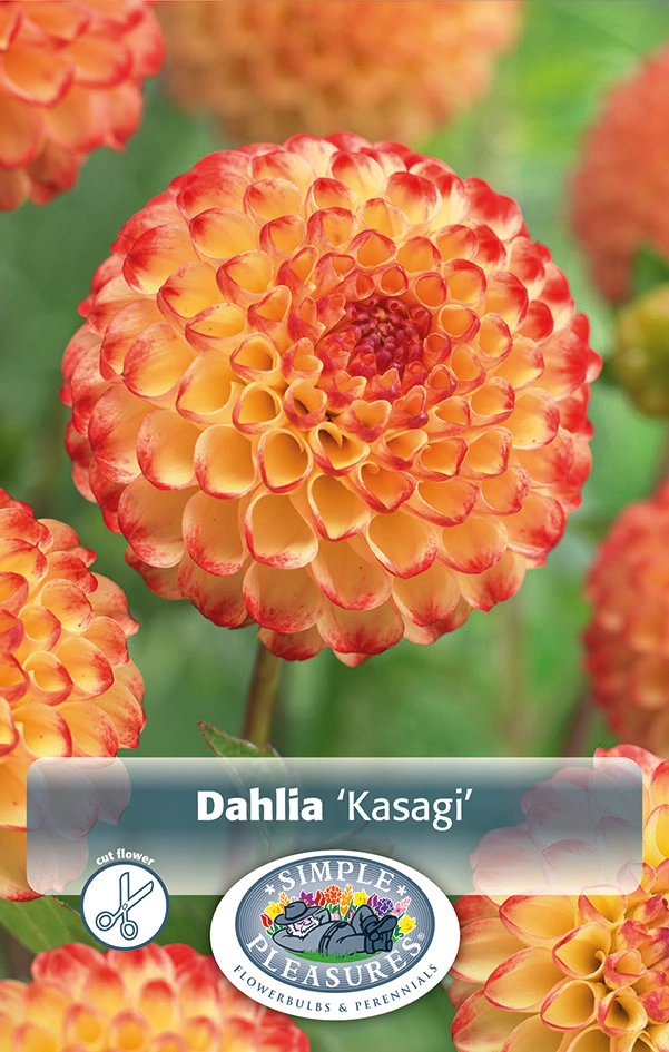 Dahlia Kasasagi | 12 pcs - De Vroomen