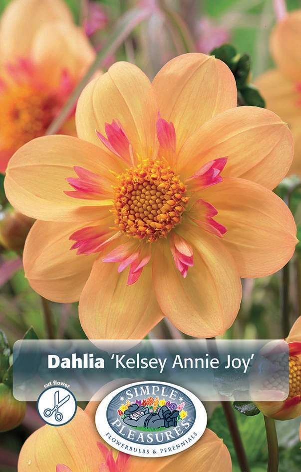 Dahlia Kelsey Annie Joy | 12 pcs - De Vroomen