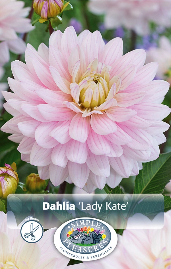 Dahlia Lady Kate | 12 pcs - De Vroomen