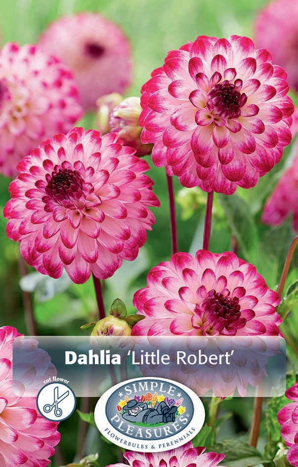 Dahlia Little Robert | 12 pcs - De Vroomen