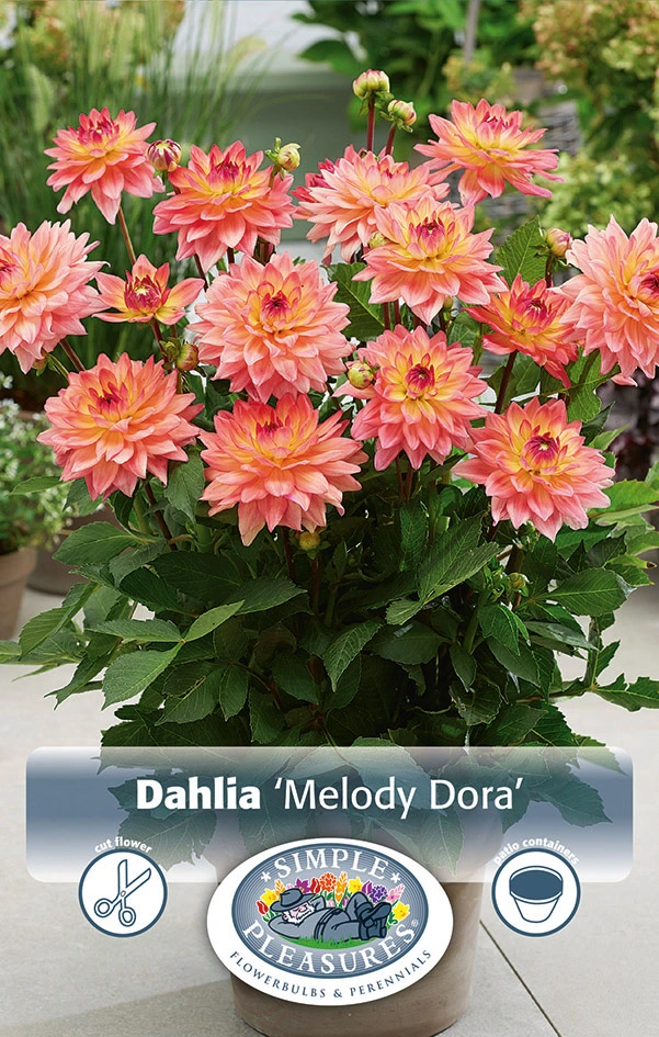 Dahlia Melody Dora | 24 pcs - De Vroomen