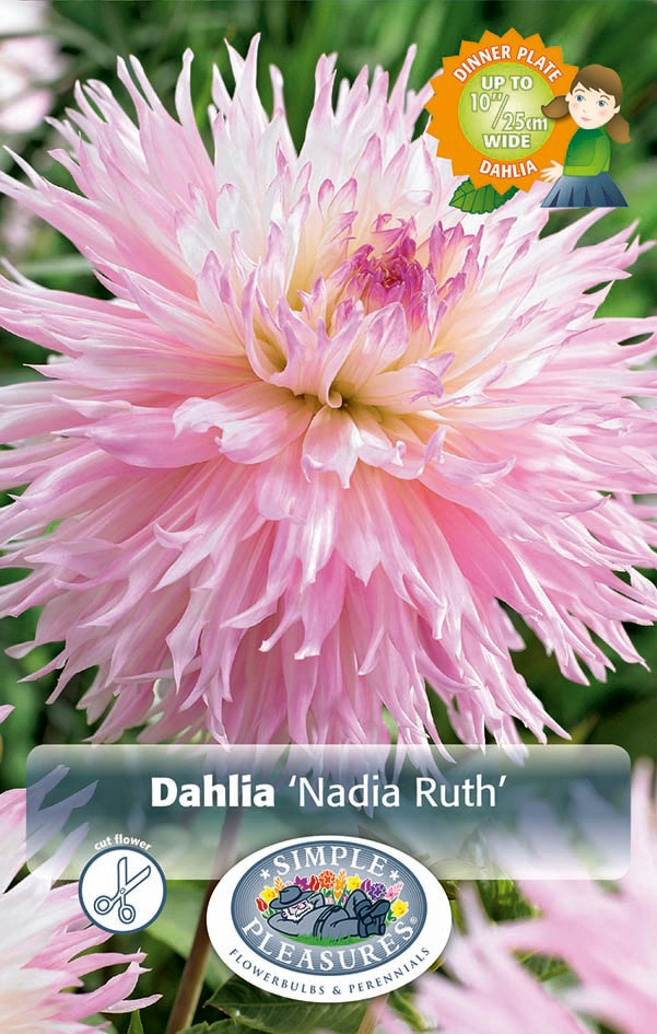 Dahlia Nadia Ruth | 24 pcs - De Vroomen