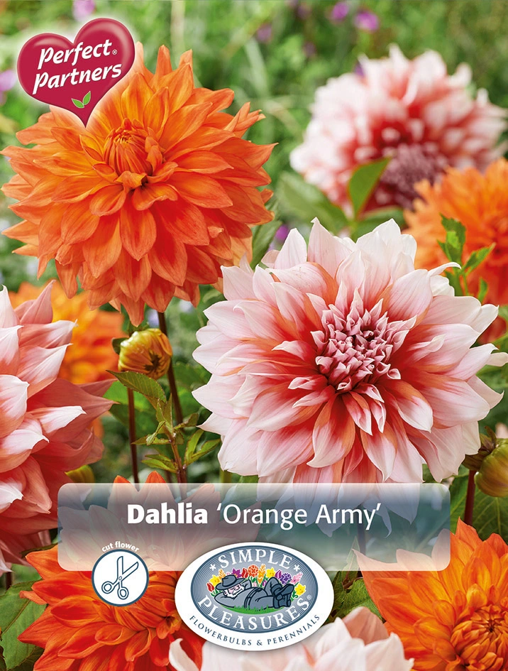 Dahlia Orange Army | Capper 18 x 2 - De Vroomen