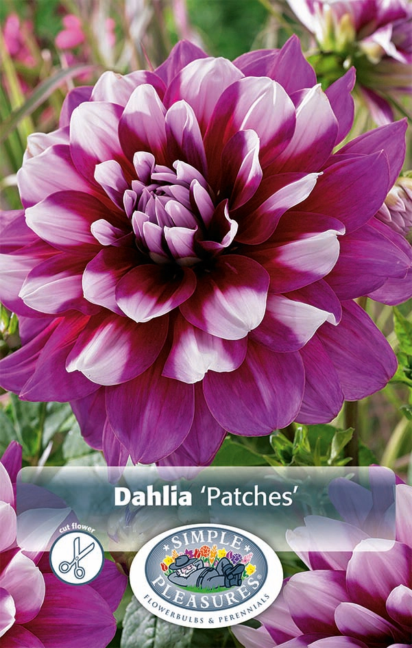 Dahlia Patches | 12 pcs - De Vroomen