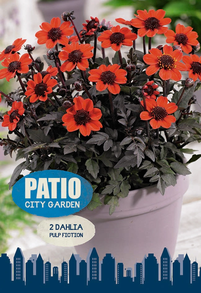 Dahlia Dark-Leaf Pulp Fiction | Capper 12 x 2 - De Vroomen