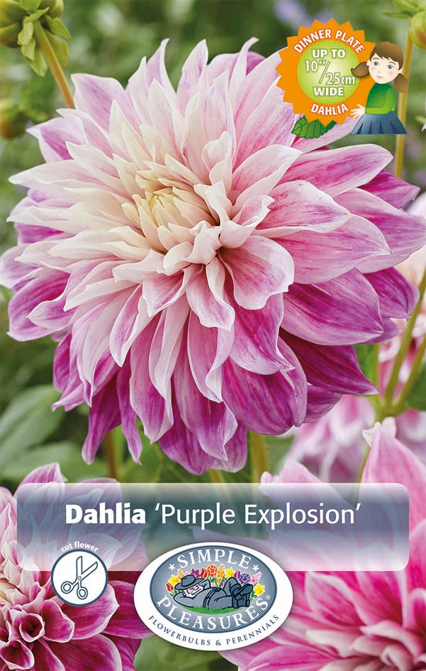 Dahlia Purple Explosion | 12 pcs - De Vroomen