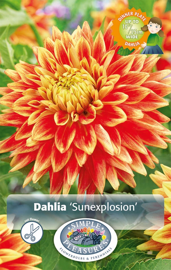 Dahlia Sun Explosion | 24 pcs - De Vroomen