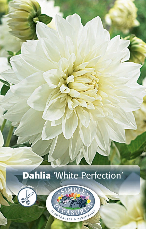Dahlia White Perfection | 12 pcs - De Vroomen