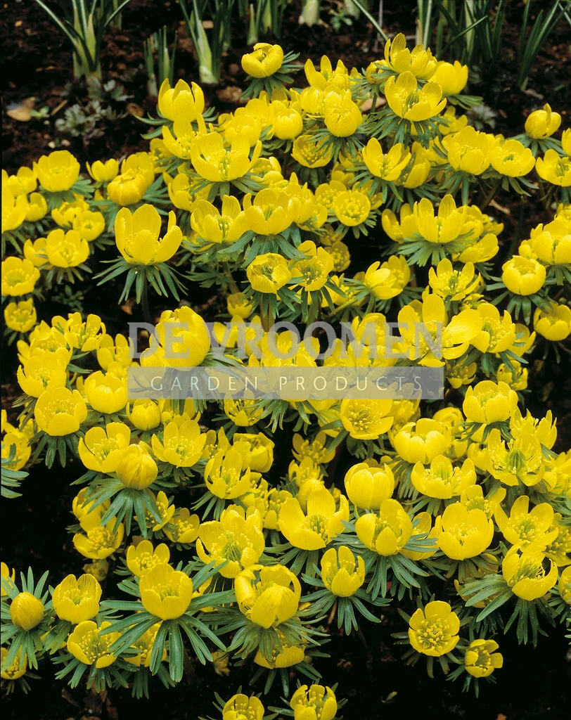 Eranthis hyemalis | 100 pcs - De Vroomen