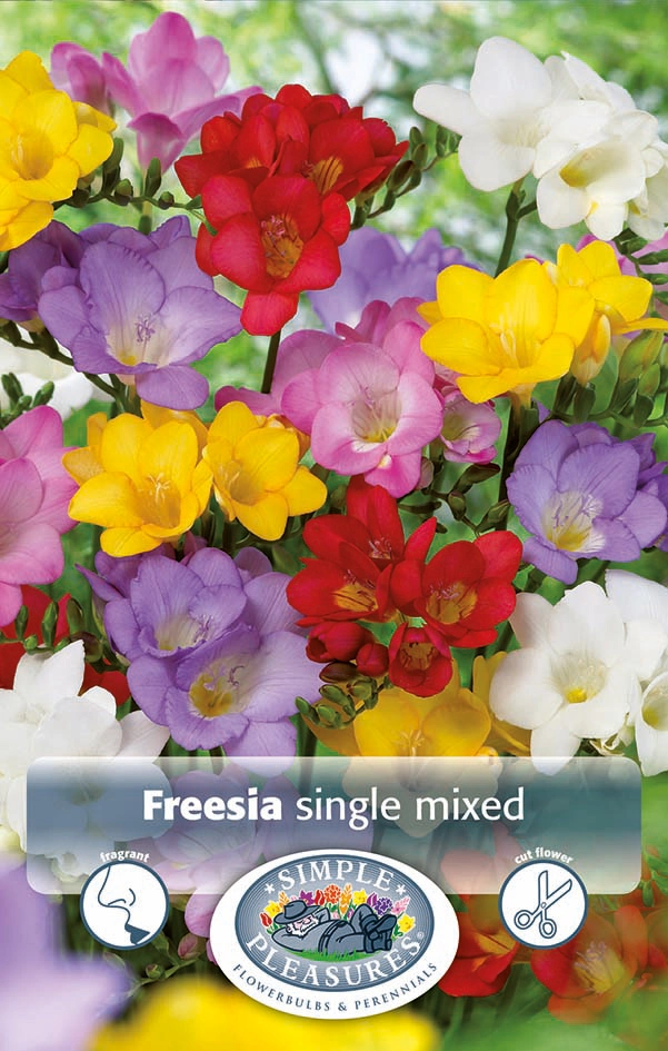 Freesia Mixed Single Freesia | Capper 15 x 10 - De Vroomen
