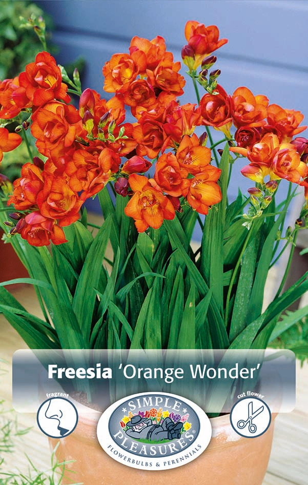 Freesia Double Orange Wonder | Capper 15 x 10 - De Vroomen