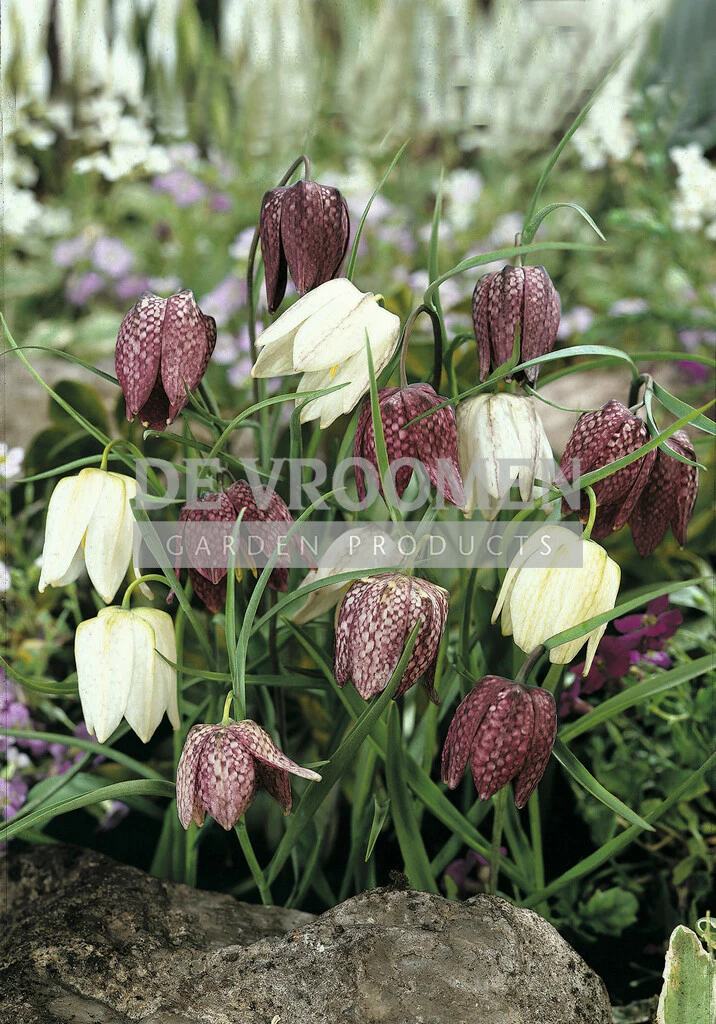 Fritillaria Meleagris Mix | 100 pcs - De Vroomen