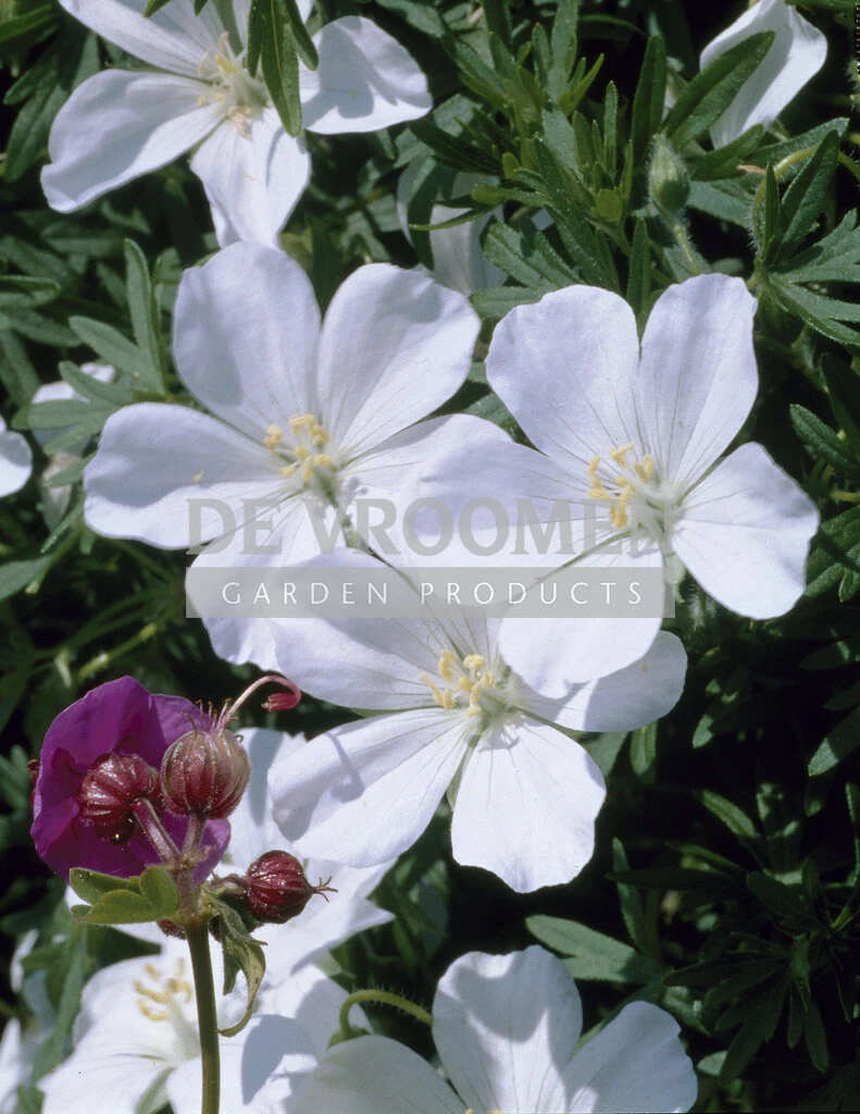 Geranium Album | 25 pcs - De Vroomen