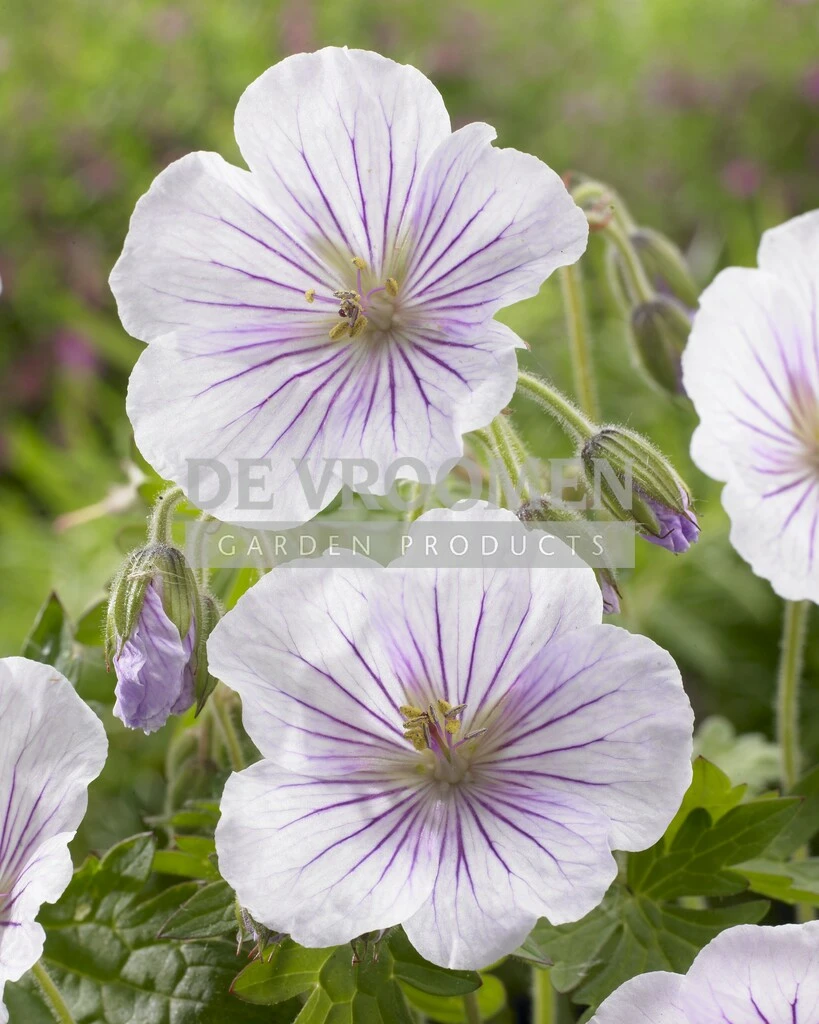 Geranium Derrick Cook | 250 pcs - De Vroomen