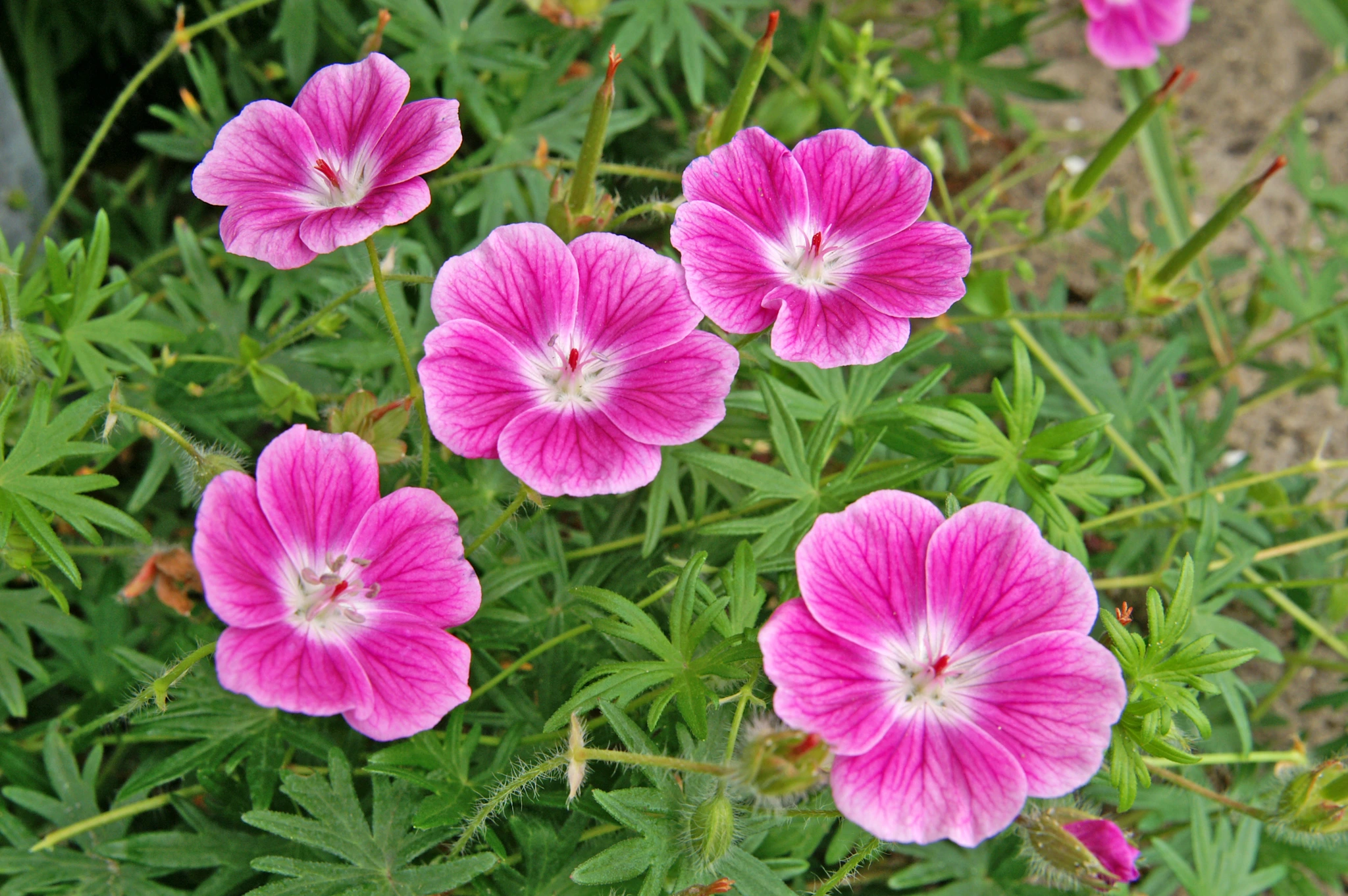 Geranium Elke | 25 pcs - De Vroomen