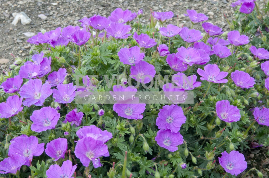 Geranium Max Frei | 250 pcs - De Vroomen