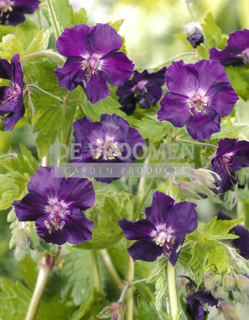 Geranium Raven | 25 pcs - De Vroomen