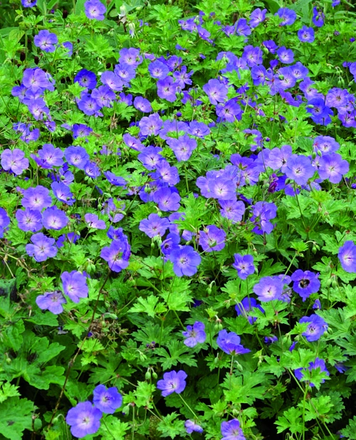 Geranium Rozanne PBR | 250 pce - De Vroomen