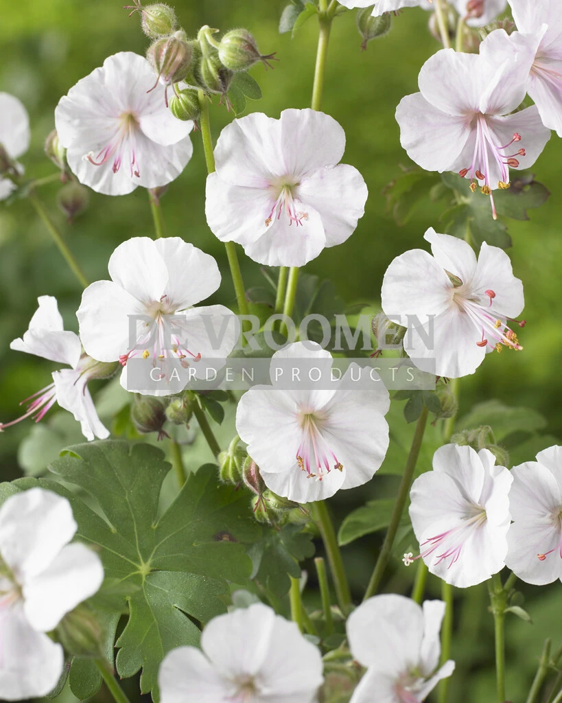 Geranium St. Ola | 250 pcs - De Vroomen