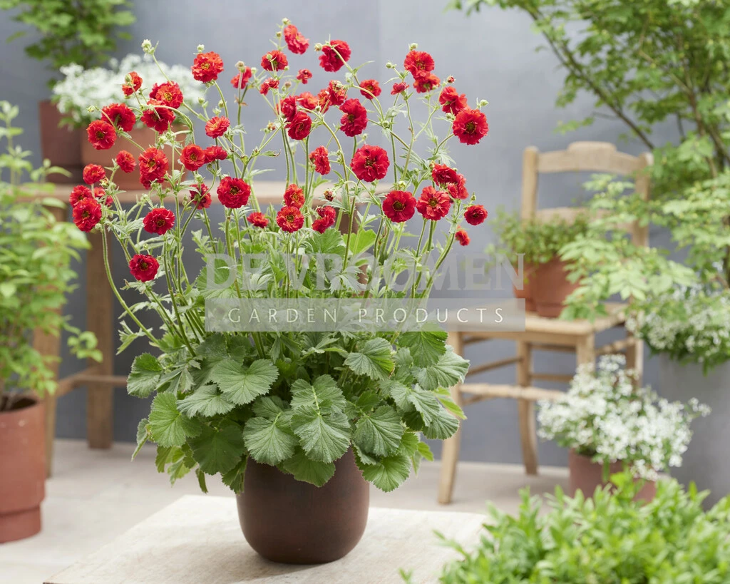 Geum Fiery Red | 250 pcs - De Vroomen