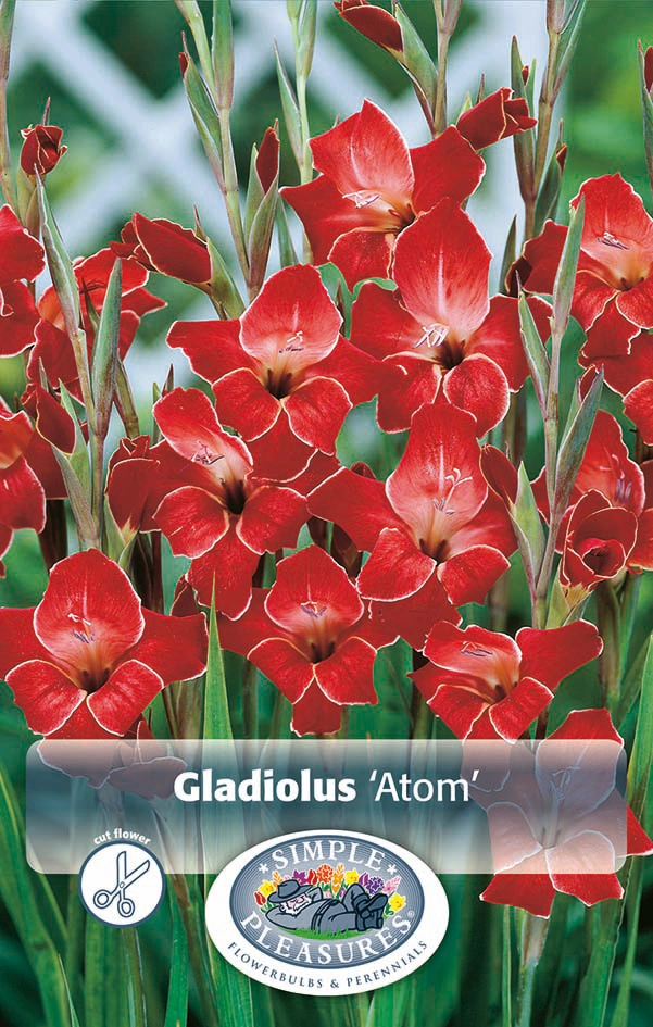 Gladiolus Hardy Atom | Capper 15 x 10 - De Vroomen