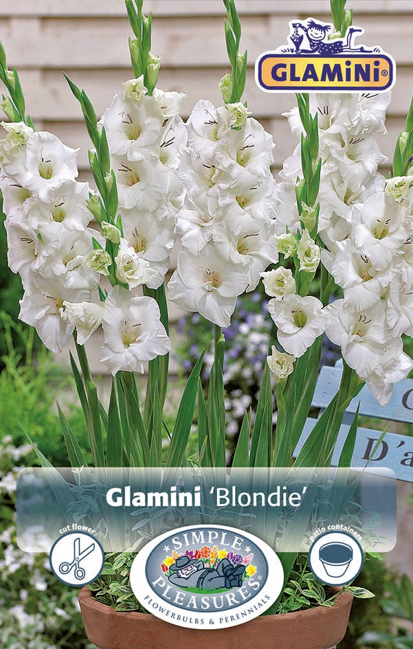 Gladiolus Glamini Blondie ® | Capper 15 x 10 - De Vroomen