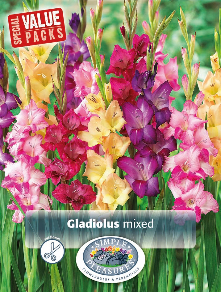 Gladiolus Giant Mixture | Capper 15 x 30 - De Vroomen