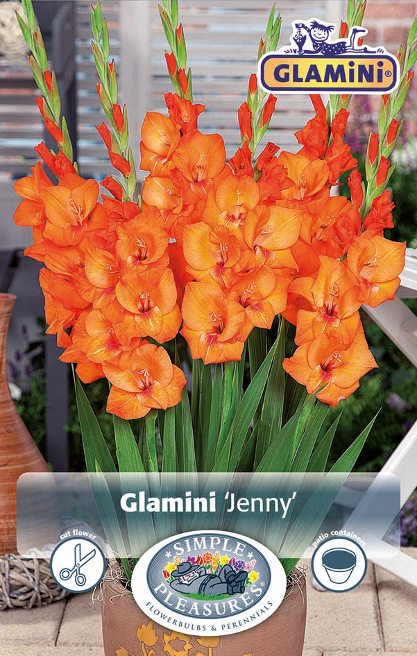 Gladiolus Glamini Jenny | Capper 15 x 10 - De Vroomen