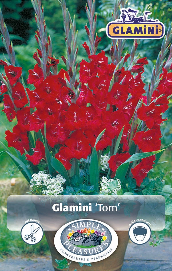 Gladiolus Glamini Tom ® | Capper 15 x 10 - De Vroomen