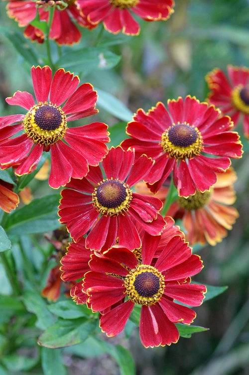 Helenium Potter's Wheel | 25 pcs - De Vroomen
