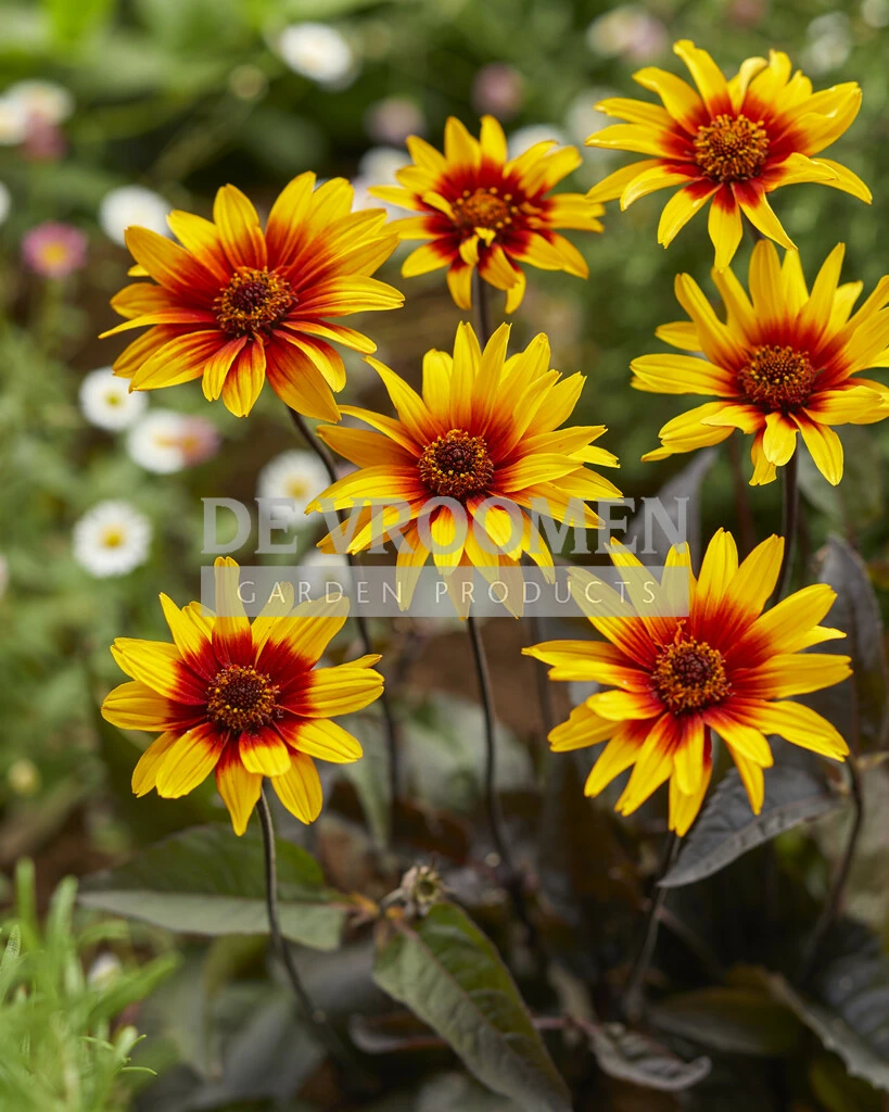 Heliopsis Burning Hearts | 25 pcs - De Vroomen