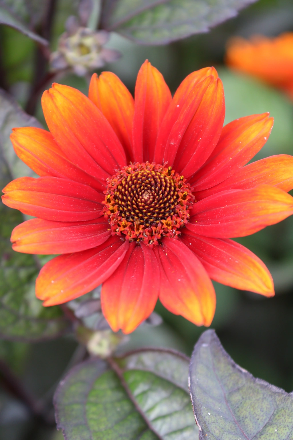 Heliopsis Red Shades | 250 pcs - De Vroomen