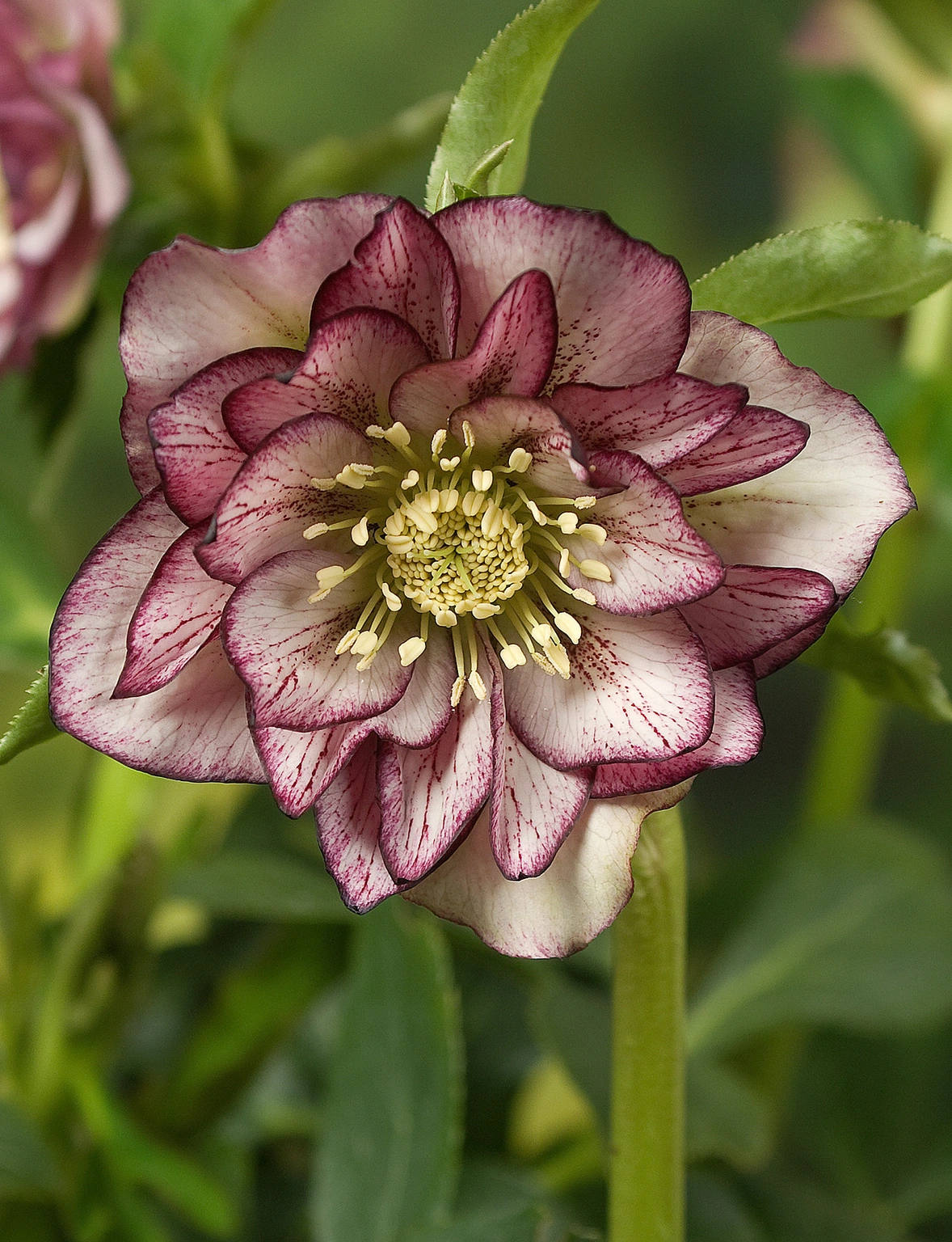 Helleborus Double Ellen Picotee | 25 pcs - De Vroomen