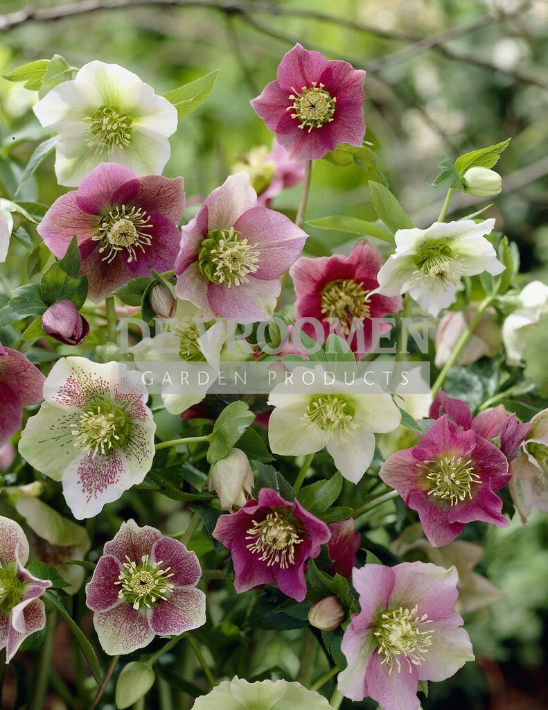 Helleborus Mixed | 150 pcs - De Vroomen