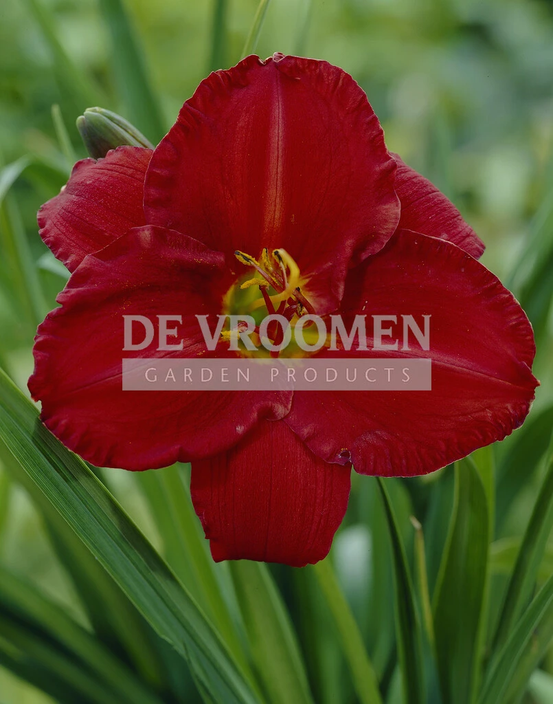 Hemerocallis Chicago Apache | 100 pcs - De Vroomen