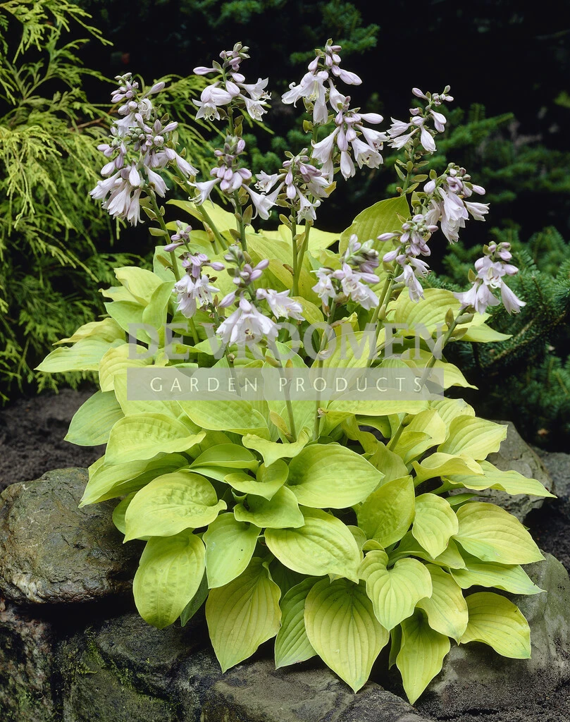 Hosta August Moon | 25 pcs - De Vroomen