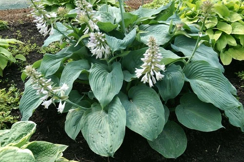 Hosta Blue Angel | 150 pcs - De Vroomen