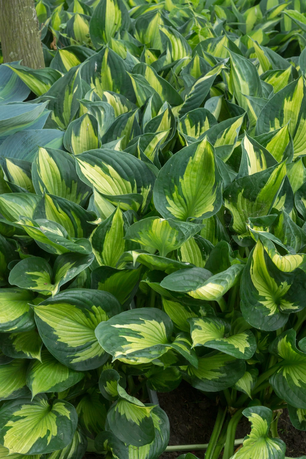 Hosta Colored Hulk | 25 pcs - De Vroomen